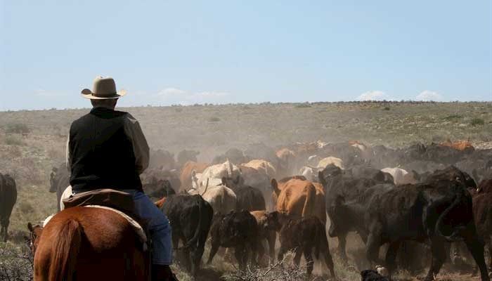 New Mexico Farm and Livestock Bureau